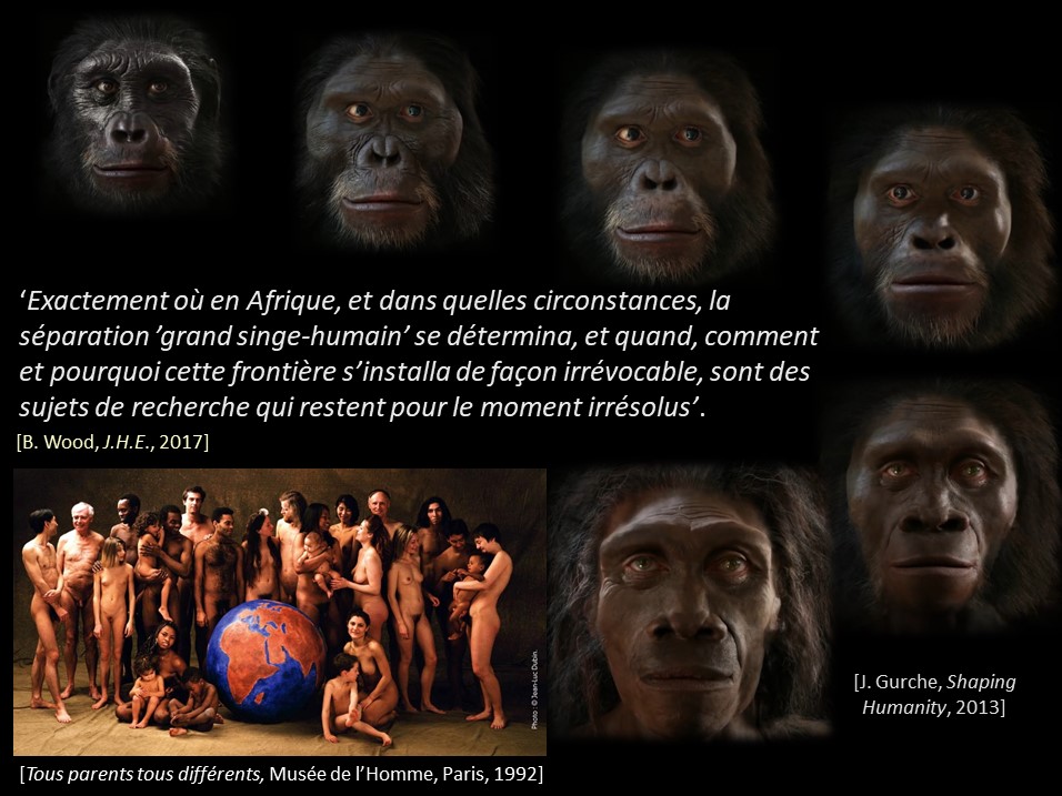 Hominidés, hominés, hominines, humains : qui est qui dans l’origine et ...
